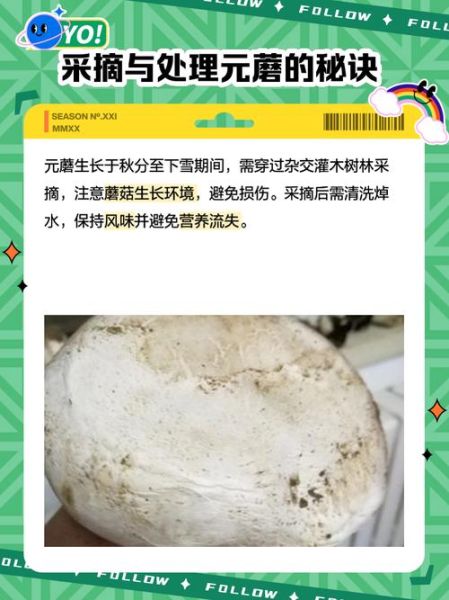 元蘑多少钱一斤_元蘑价格走势-第2张图片-山城妙识 元蘑多少钱一斤_元蘑价格走势-第2张图片-山城妙识