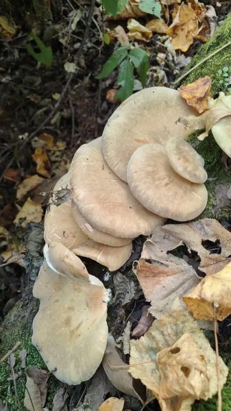 元蘑多少钱一斤_元蘑价格走势-第1张图片-山城妙识 元蘑多少钱一斤_元蘑价格走势-第1张图片-山城妙识