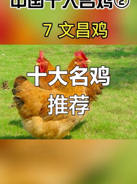 中国十大名鸡品种有哪些_正宗土鸡怎么选-第1张图片-山城妙识