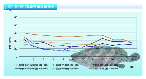 石斑鱼多少钱一斤2021_石斑鱼市场价走势-第2张图片-山城妙识