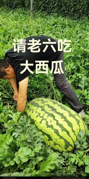 食味阿远西瓜视频怎么拍_食味阿远西瓜视频为什么这么火-第1张图片-山城妙识 食味阿远西瓜视频怎么拍_食味阿远西瓜视频为什么这么火-第1张图片-山城妙识