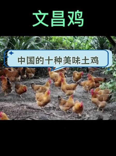 中国十大名鸡品种有哪些_正宗土鸡怎么选-第2张图片-山城妙识