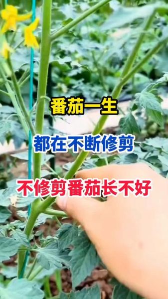 西红柿怎么种_西红柿种植技术与管理-第2张图片-山城妙识 西红柿怎么种_西红柿种植技术与管理-第2张图片-山城妙识