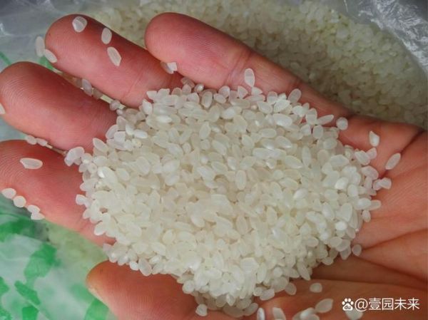 盘锦大米多少钱一斤_盘锦大米为什么好吃-第1张图片-山城妙识 盘锦大米多少钱一斤_盘锦大米为什么好吃-第1张图片-山城妙识