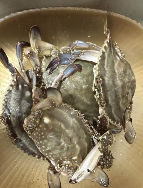 海螃蟹死了多久还能吃_如何判断死蟹是否变质-第2张图片-山城妙识 海螃蟹死了多久还能吃_如何判断死蟹是否变质-第2张图片-山城妙识