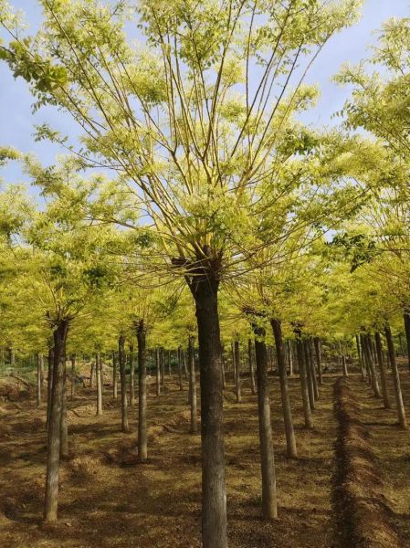 金槐树图片_金槐树长什么样-第1张图片-山城妙识 金槐树图片_金槐树长什么样-第1张图片-山城妙识