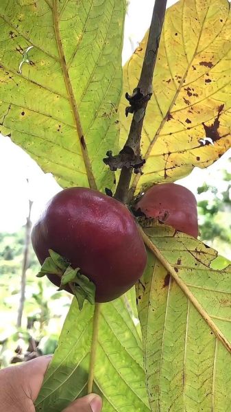 罕见水果有哪些_罕见水果叫什么名字-第1张图片-山城妙识 罕见水果有哪些_罕见水果叫什么名字-第1张图片-山城妙识