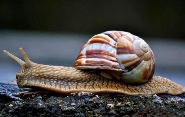 法国蜗牛图片_哪里可以看到高清大图-第1张图片-山城妙识