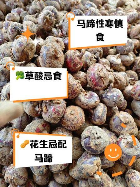 荸荠不能和什么一起吃_孕妇能吃荸荠吗-第1张图片-山城妙识