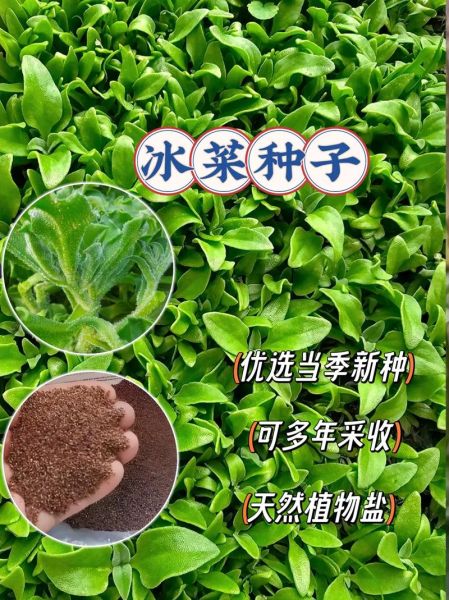 蔬菜种子怎么保存_哪些蔬菜种子适合新手-第1张图片-山城妙识