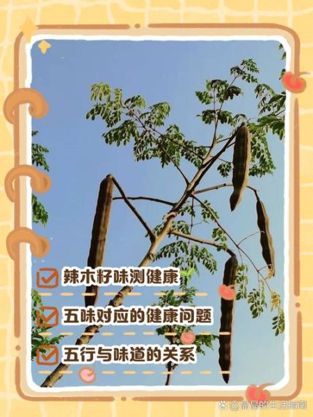 辣木籽一天吃几粒_辣木籽怎么吃才正确-第1张图片-山城妙识