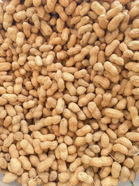 花生网花生价格_今日花生多少钱一斤-第2张图片-山城妙识