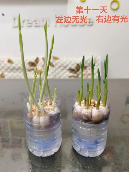 蒜苗图片大全大图真实_蒜苗怎么区分真假-第1张图片-山城妙识 蒜苗图片大全大图真实_蒜苗怎么区分真假-第1张图片-山城妙识