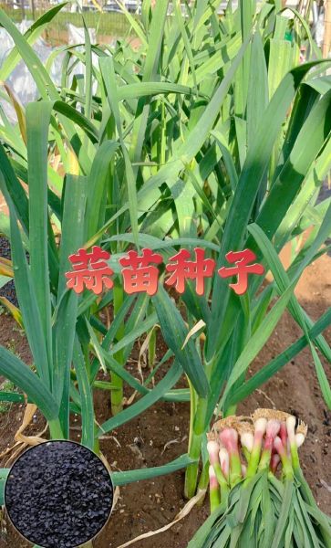 蒜苗图片大全大图真实_蒜苗怎么区分真假-第3张图片-山城妙识 蒜苗图片大全大图真实_蒜苗怎么区分真假-第3张图片-山城妙识