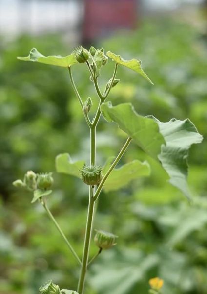 苘麻长什么样_苘麻图片怎么识别-第1张图片-山城妙识 苘麻长什么样_苘麻图片怎么识别-第1张图片-山城妙识
