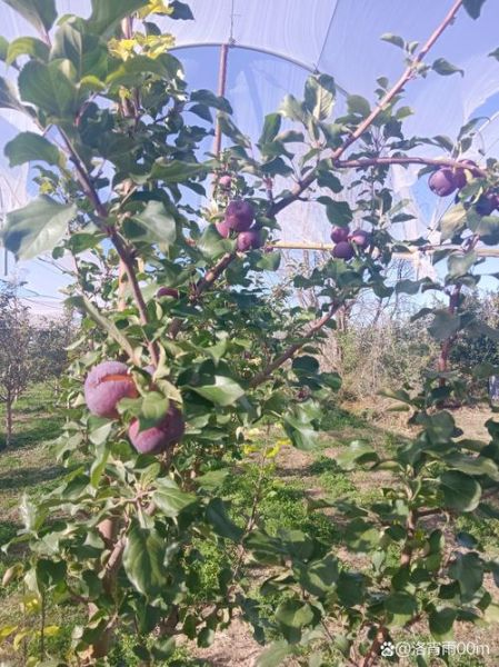 海棠果树图片_海棠果什么时候成熟-第1张图片-山城妙识