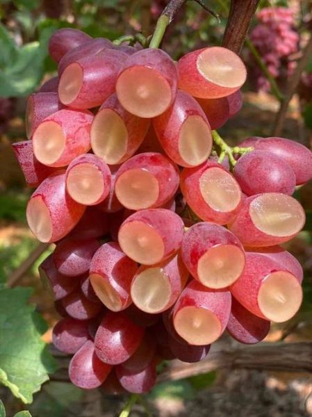 红提怎么保存时间长_红提和葡萄的区别-第1张图片-山城妙识 红提怎么保存时间长_红提和葡萄的区别-第1张图片-山城妙识