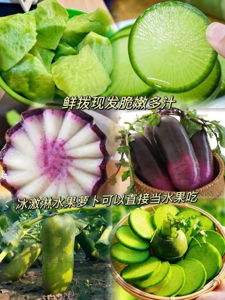 沙窝萝卜是水果萝卜吗_沙窝萝卜和水果萝卜区别-第2张图片-山城妙识 沙窝萝卜是水果萝卜吗_沙窝萝卜和水果萝卜区别-第2张图片-山城妙识