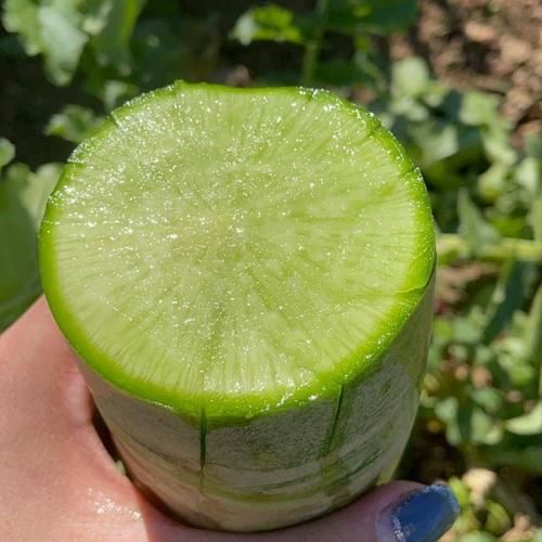 沙窝萝卜是水果萝卜吗_沙窝萝卜和水果萝卜区别-第1张图片-山城妙识 沙窝萝卜是水果萝卜吗_沙窝萝卜和水果萝卜区别-第1张图片-山城妙识