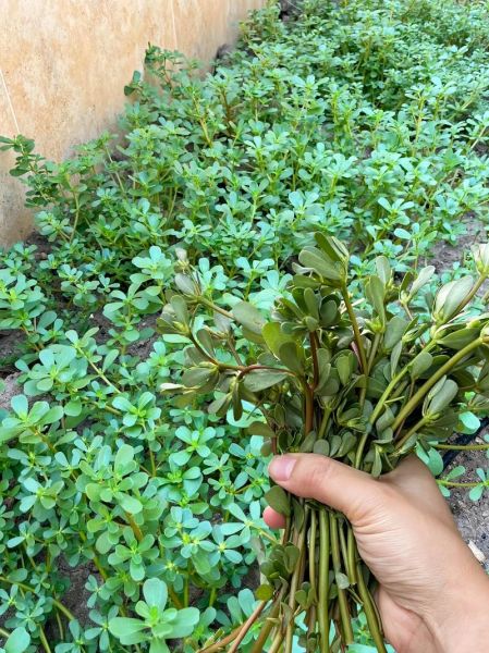 马齿苋对皮肤的功效_马齿苋怎么护肤-第3张图片-山城妙识