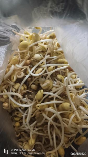 自发黄豆芽怎么发_黄豆芽发苦还能吃吗-第1张图片-山城妙识