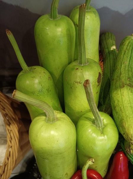 西葫芦致癌是真的吗_西葫芦怎么吃才安全-第1张图片-山城妙识 西葫芦致癌是真的吗_西葫芦怎么吃才安全-第1张图片-山城妙识