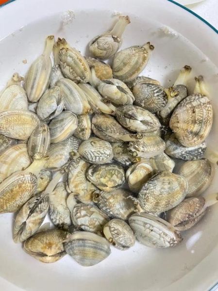 花甲怎么清洗内脏_花甲去沙最快方法-第3张图片-山城妙识