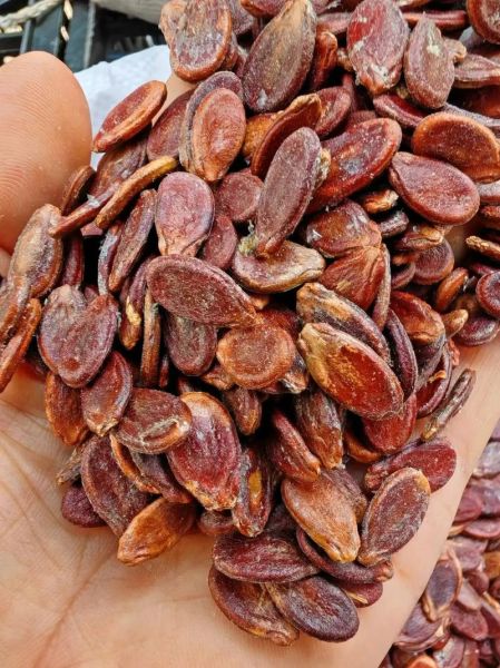 红瓜子图片怎么拍好看_红瓜子图片拍摄技巧-第3张图片-山城妙识