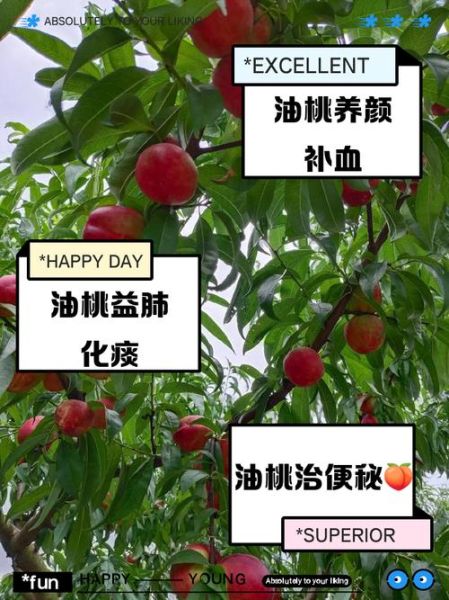 油桃的功效与作用_油桃的禁忌有哪些-第2张图片-山城妙识