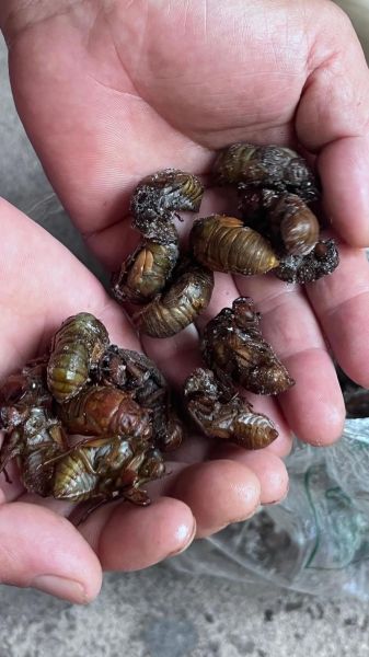 知了猴怎么抓_知了猴什么时候出来-第2张图片-山城妙识 知了猴怎么抓_知了猴什么时候出来-第2张图片-山城妙识