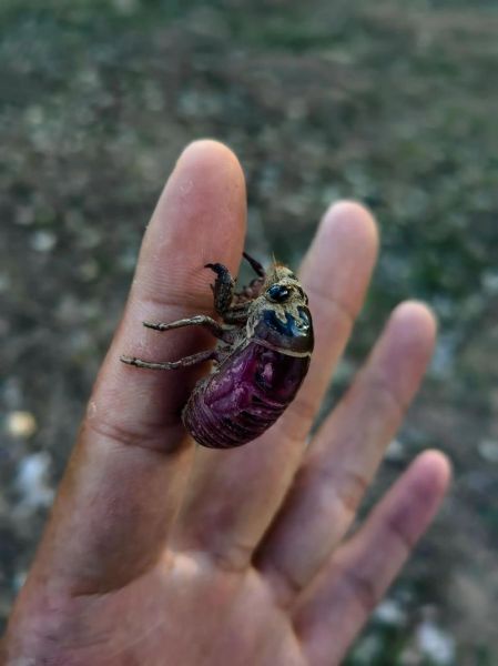 知了猴怎么抓_知了猴什么时候出来-第1张图片-山城妙识 知了猴怎么抓_知了猴什么时候出来-第1张图片-山城妙识