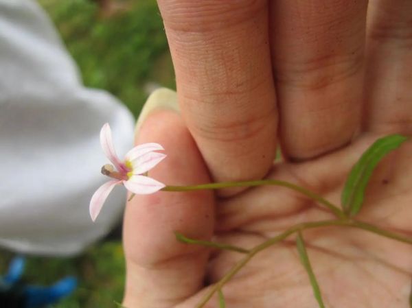 半边莲抗肿瘤有效吗_半边莲抗癌机制-第2张图片-山城妙识 半边莲抗肿瘤有效吗_半边莲抗癌机制-第2张图片-山城妙识