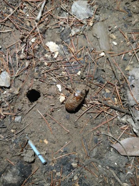 知了猴怎么抓_知了猴什么时候出来-第3张图片-山城妙识 知了猴怎么抓_知了猴什么时候出来-第3张图片-山城妙识