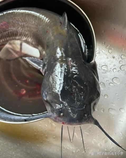 清江鱼炖茄子怎么做_清江鱼炖茄子用不用焯水-第1张图片-山城妙识 清江鱼炖茄子怎么做_清江鱼炖茄子用不用焯水-第1张图片-山城妙识