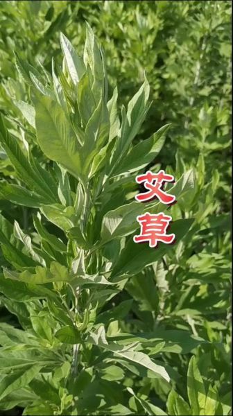 艾叶图片长什么样_艾叶图片怎么辨别真假-第2张图片-山城妙识