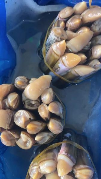 蛏子现在多少钱一斤_蛏子价格为什么波动大-第1张图片-山城妙识