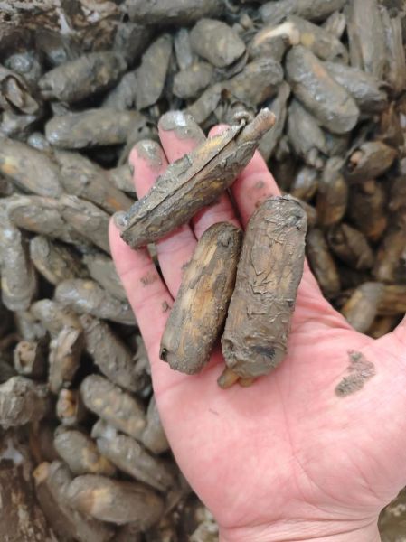 蛏子现在多少钱一斤_蛏子价格为什么波动大-第3张图片-山城妙识