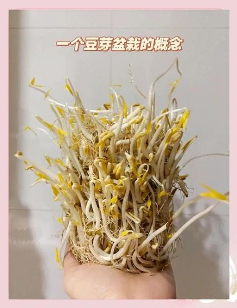 豆芽怎么发_在家自制豆芽详细步骤-第3张图片-山城妙识 豆芽怎么发_在家自制豆芽详细步骤-第3张图片-山城妙识
