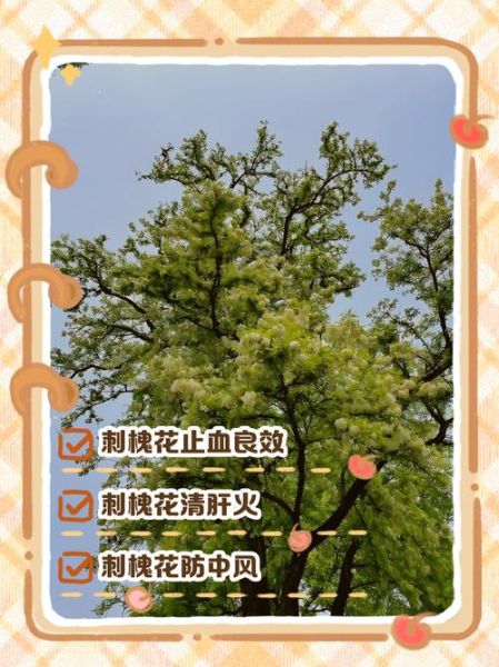 刺槐花的功效与作用_刺槐花怎么吃最好-第2张图片-山城妙识