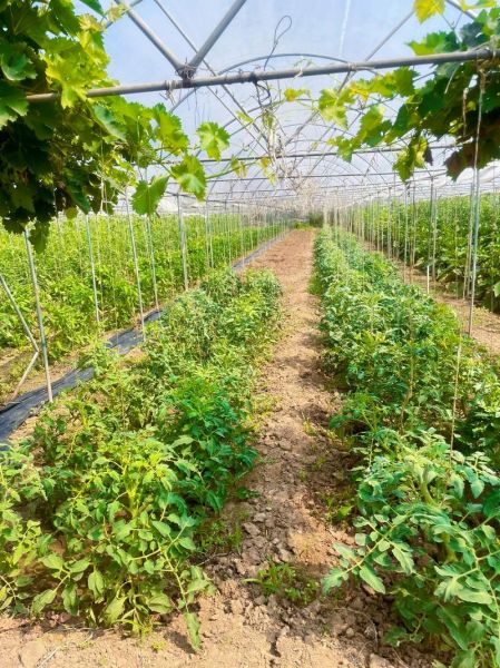 蔬菜种植基地怎么选_蔬菜种植基地哪里好-第2张图片-山城妙识