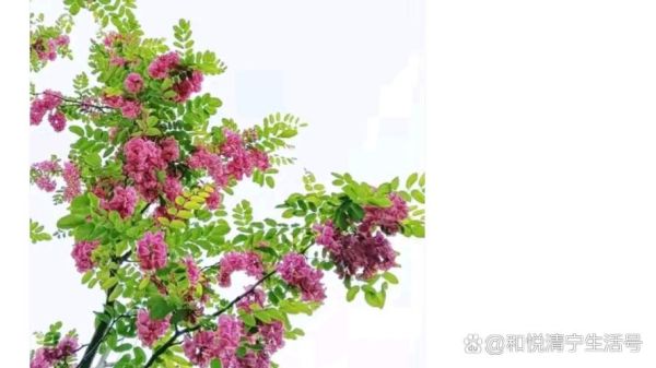 红槐花和白槐花能一起吃吗_区别与食用安全-第1张图片-山城妙识