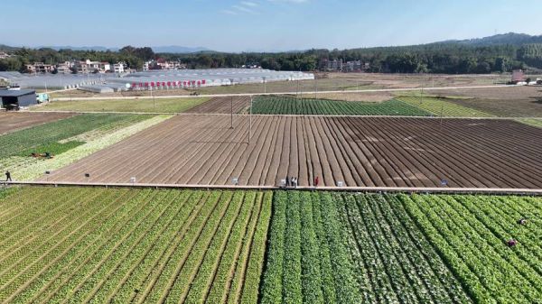 蔬菜种植基地怎么选_蔬菜种植基地哪里好-第3张图片-山城妙识
