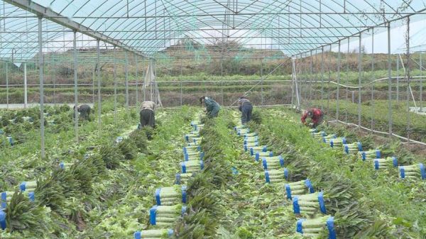 蔬菜种植基地怎么选_蔬菜种植基地哪里好-第1张图片-山城妙识