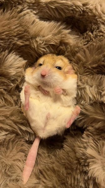 通心粉鼠怎么养_通心粉鼠饲养注意事项-第2张图片-山城妙识