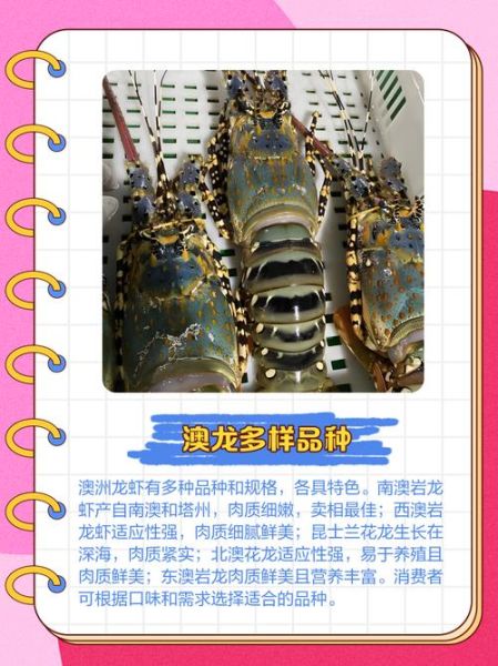 澳洲大龙虾养殖基地在哪里_养殖技术有哪些-第3张图片-山城妙识