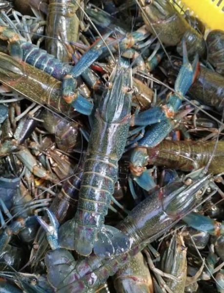 澳洲大龙虾养殖基地在哪里_养殖技术有哪些-第1张图片-山城妙识