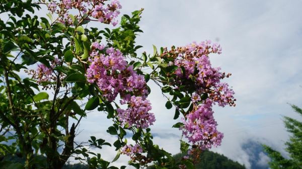 紫薇花什么时候开花_紫薇花图片大全欣赏-第1张图片-山城妙识