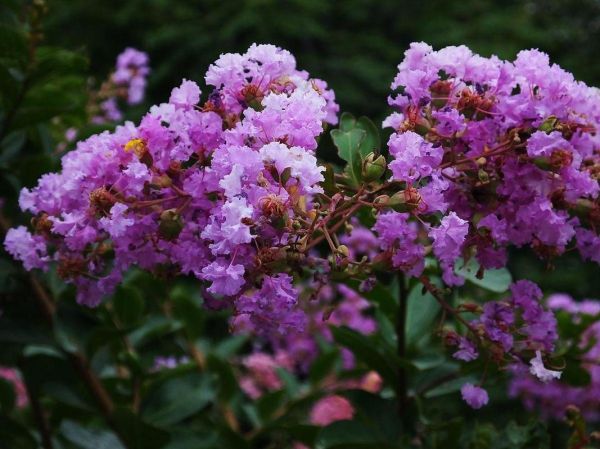 紫薇花什么时候开花_紫薇花图片大全欣赏-第2张图片-山城妙识