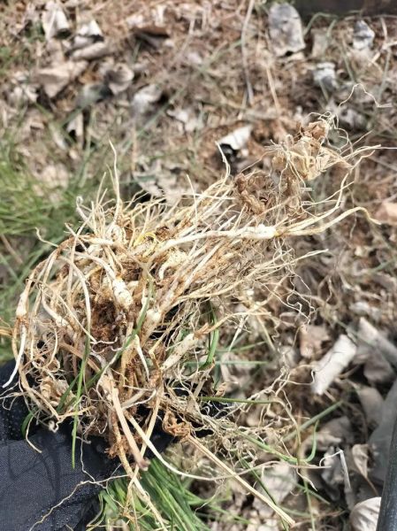 野蒜图片长什么样_野蒜和藠头怎么区分-第2张图片-山城妙识 野蒜图片长什么样_野蒜和藠头怎么区分-第2张图片-山城妙识