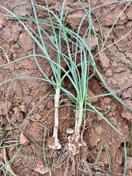 野蒜图片长什么样_野蒜和藠头怎么区分-第3张图片-山城妙识 野蒜图片长什么样_野蒜和藠头怎么区分-第3张图片-山城妙识